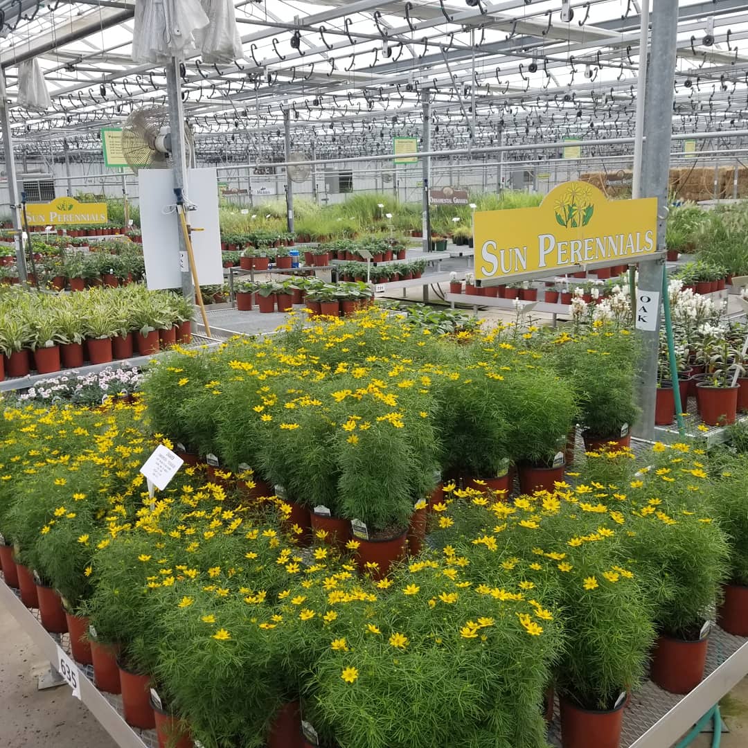 Woldhuis Farms Sunrise Greenhouse - Garden Center - Maple & Main